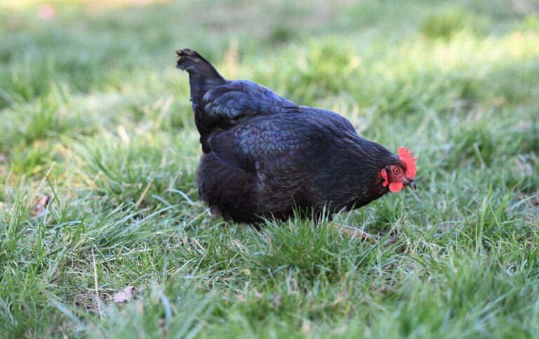 The Ultimate Guide To Jersey Giant Chickens – Size, Origin, Cost, And ...