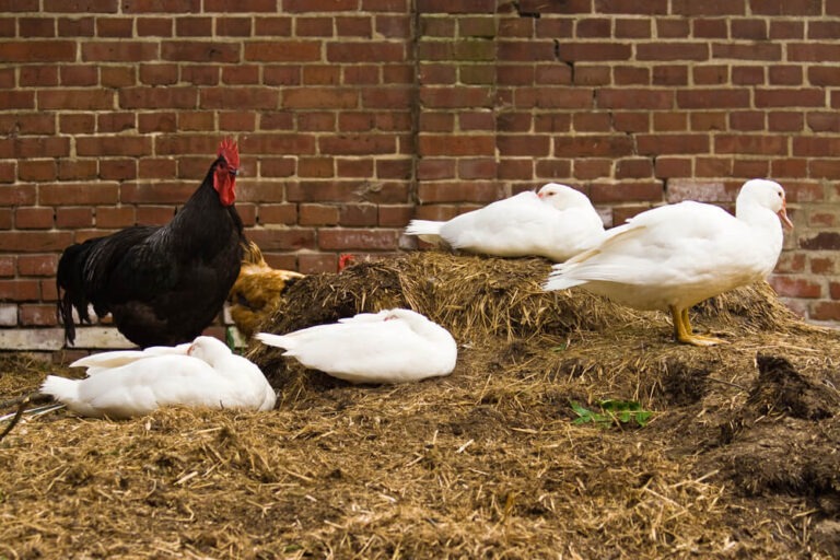 The Ultimate Guide To Jersey Giant Chickens – Size, Origin, Cost, And ...