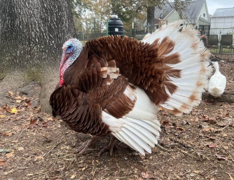 The Ultimate Guide To Red Bourbon Turkeys – Size, History, Cost, And ...