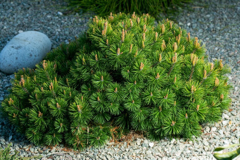 14 Best Dwarf Conifer Trees For Rock Gardens, Small Spaces, And Lovely ...