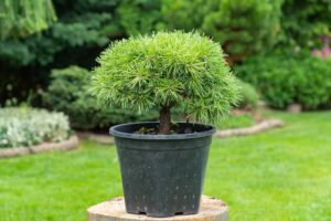 14 Best Dwarf Conifer Trees For Rock Gardens, Small Spaces, And Lovely ...
