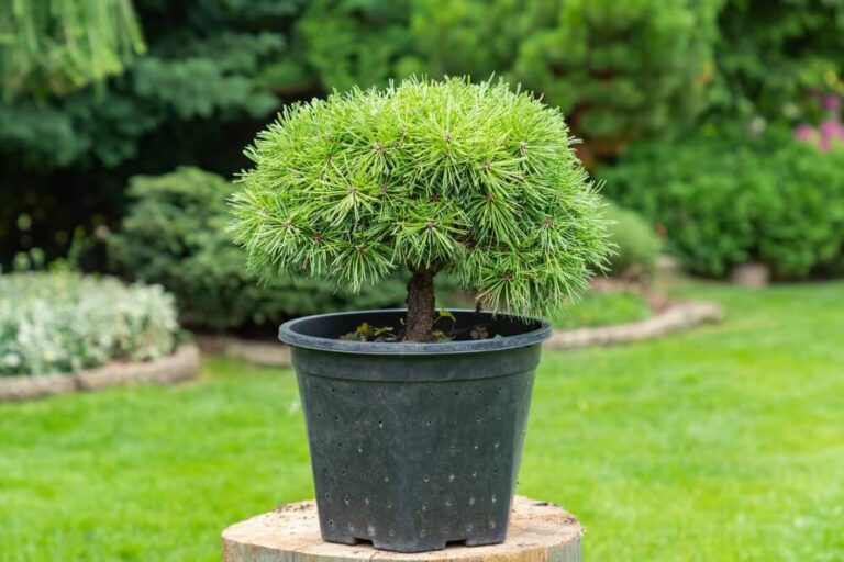 14 Best Dwarf Conifer Trees For Rock Gardens, Small Spaces, And Lovely ...