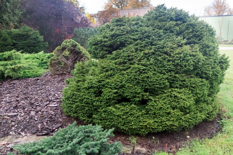 14 Best Dwarf Conifer Trees For Rock Gardens, Small Spaces, And Lovely ...