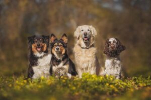 The 21 Best Dog Breeds For Homesteaders! Hardworking Hounds, Retrievers ...