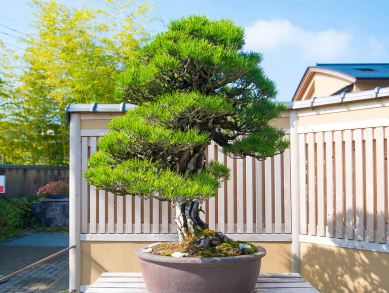 14 Best Dwarf Conifer Trees For Rock Gardens, Small Spaces, And Lovely ...