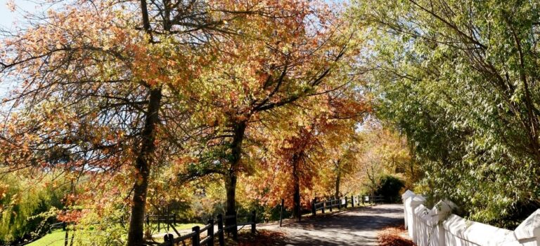 The 21 Best Quick-Growing Trees & Shrubs For Sustainable Firewood ...
