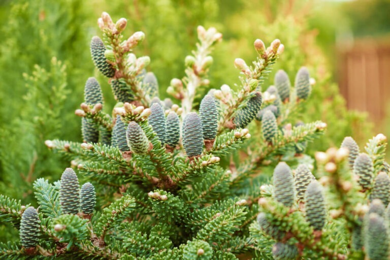 14 Best Dwarf Conifer Trees For Rock Gardens, Small Spaces, And Lovely ...