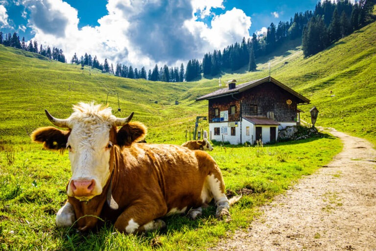 Our 10 Best Tips For Raising Happy Cows, Heifers, And Bulls! - Outdoor ...