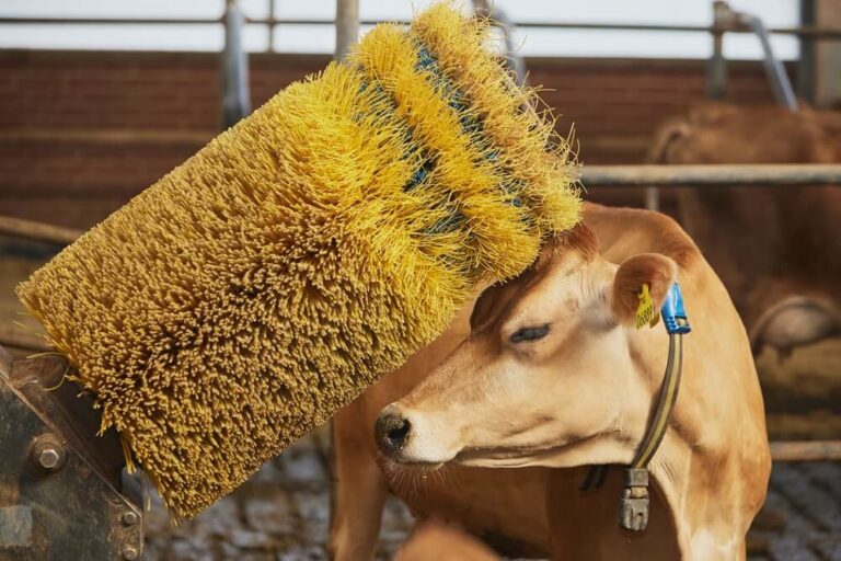 Our 10 Best Tips For Raising Happy Cows, Heifers, And Bulls! - Outdoor ...