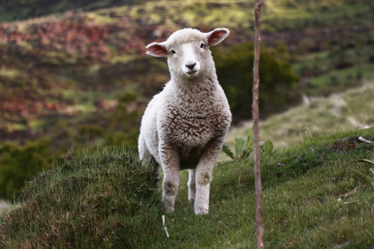 The Ultimate Merino Sheep Guide - Cost, Uses, Origin, And Legendary ...