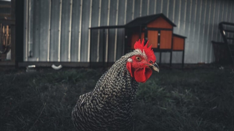 The Ultimate Barred Plymouth Rock Chicken Guide - Size, Uses, Cost, And ...