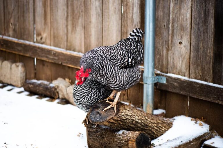 The Ultimate Barred Plymouth Rock Chicken Guide - Size, Uses, Cost, And ...