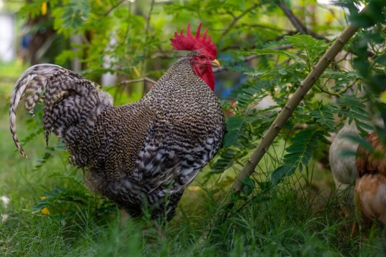 The Ultimate Barred Plymouth Rock Chicken Guide - Size, Uses, Cost, And ...
