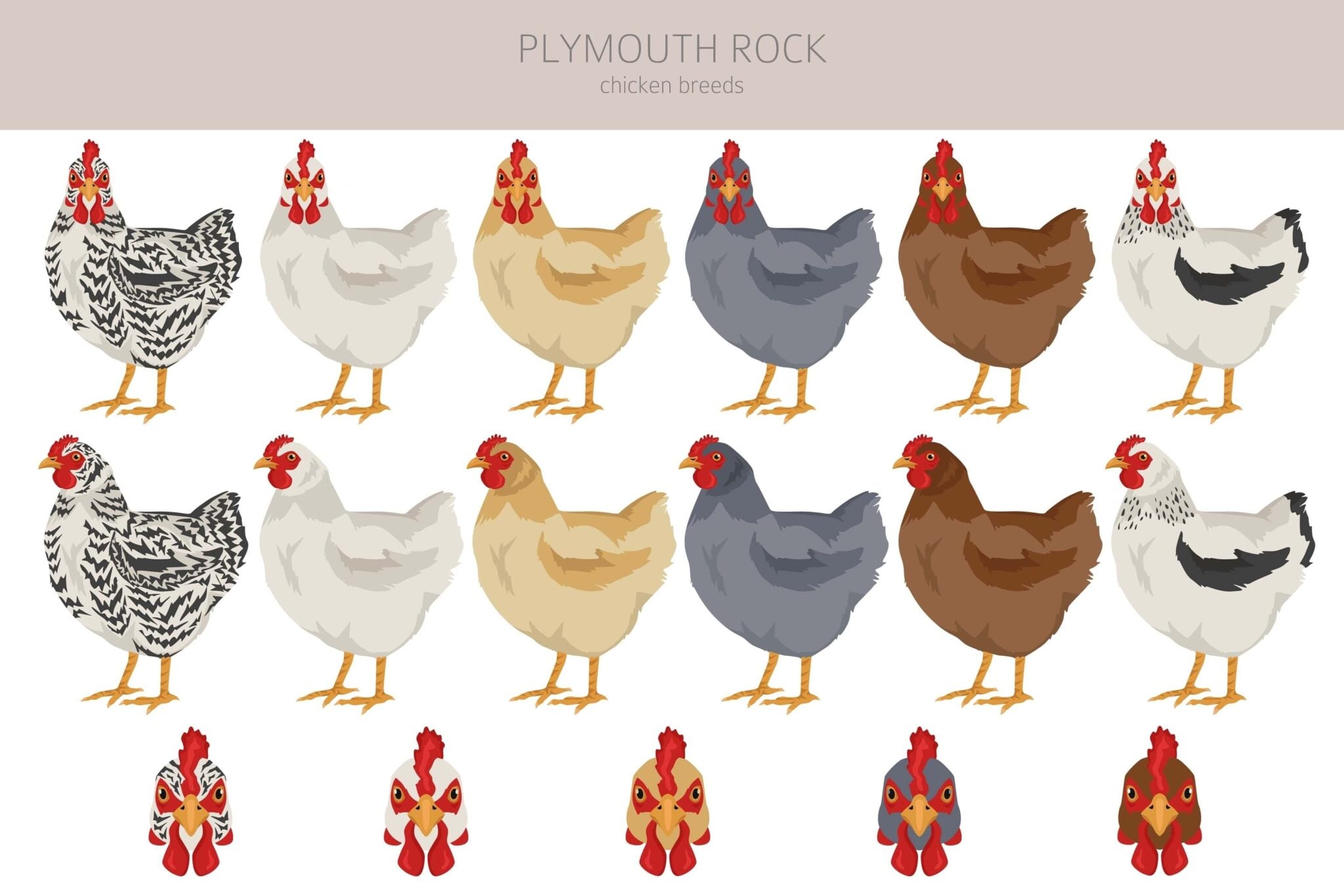 The Ultimate Barred Plymouth Rock Chicken Guide - Size, Uses, Cost, And ...