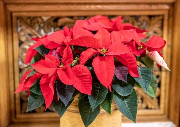 17 Must-Have Festive Houseplants For Home Decor - Christmas Roses ...