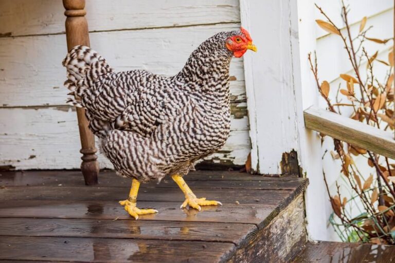 The Ultimate Barred Plymouth Rock Chicken Guide - Size, Uses, Cost, And ...