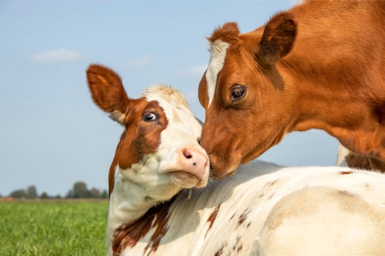 Our 10 Best Tips For Raising Happy Cows, Heifers, And Bulls! - Outdoor ...