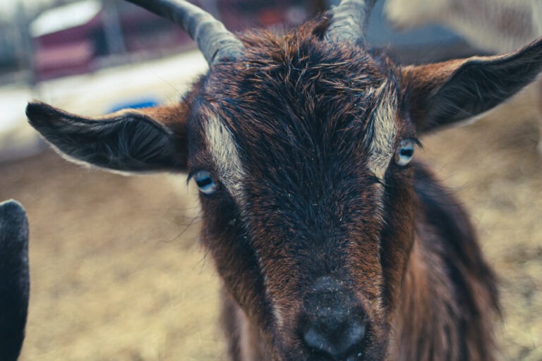 The Ultimate Myotonic Goat Breed Guide - Fainting Goats Explained ...