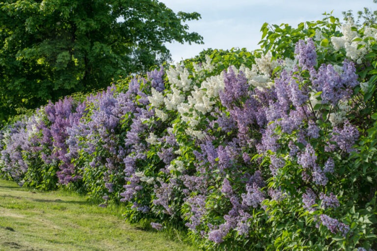 The Ultimate Guide To 21 Privacy Plants - Create A Natural Hedge ...