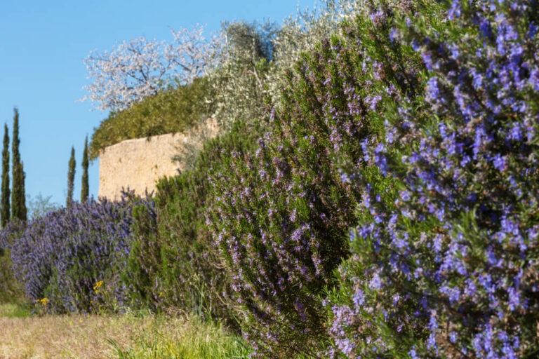 The Ultimate Guide To 21 Privacy Plants - Create A Natural Hedge ...