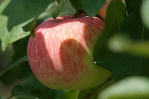 The Ultimate Guide To Growing Apple Trees In Your Backyard (From Seed ...