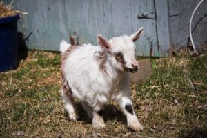 The Ultimate Myotonic Goat Breed Guide - Fainting Goats Explained ...