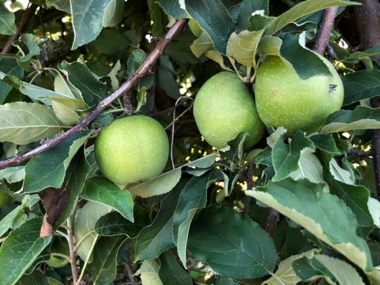The Ultimate Guide To Growing Apple Trees In Your Backyard (From Seed ...