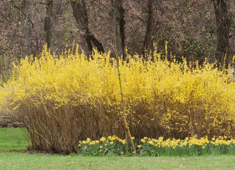 The Ultimate Guide To 21 Privacy Plants - Create A Natural Hedge ...