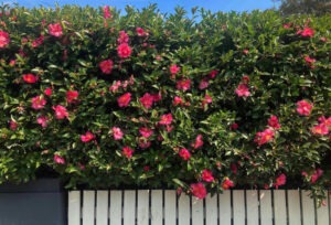 The Ultimate Guide To 21 Privacy Plants - Create A Natural Hedge ...