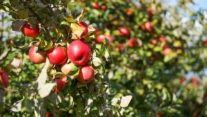 The Ultimate Guide To Growing Apple Trees In Your Backyard (From Seed ...