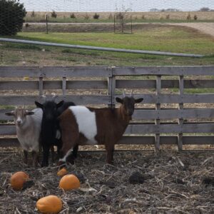 The Ultimate Myotonic Goat Breed Guide - Fainting Goats Explained ...