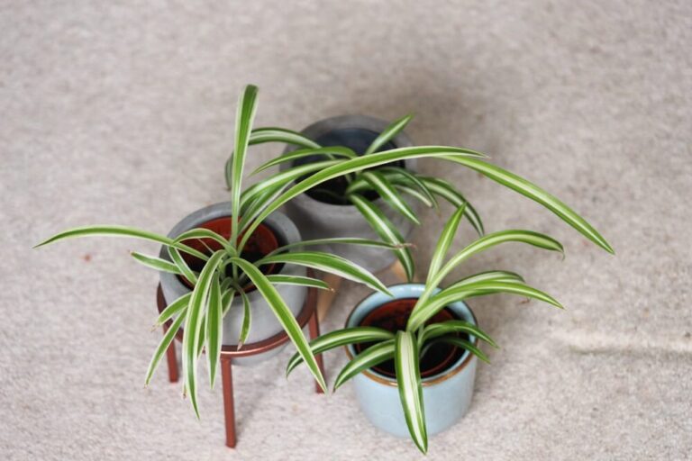 The Ultimate Guide To Growing Spider Plants - Cloning, Propagation, And ...