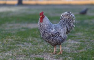 The 21 Best Dual-Purpose Chicken Breeds With Prolific Eggs And ...
