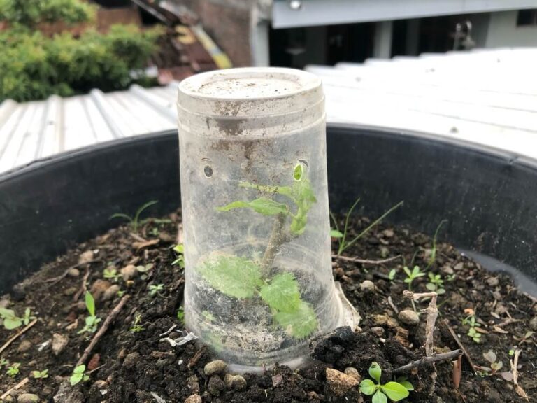 The Ultimate Guide To Growing Mulberry Trees From Seeds Or Cuttings To ...