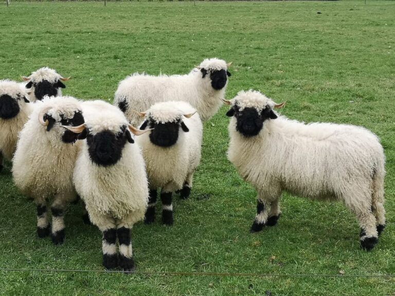 Our 10 Best Tips For Raising Happy Sheep, Rams, And Lambs! - Outdoor ...