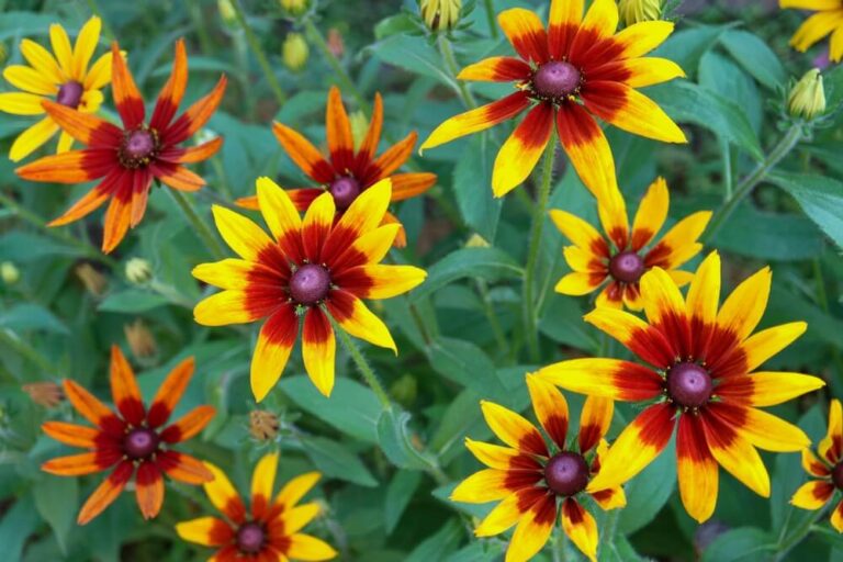How To Grow Black-Eyed Susan Flowers From Seed To Beautiful ...