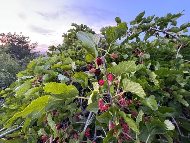 The Ultimate Guide To Growing Mulberry Trees From Seeds Or Cuttings To ...