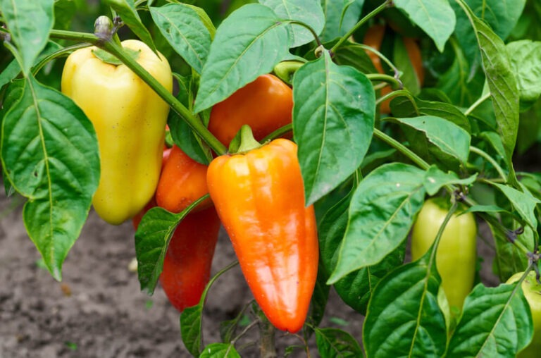 The Ultimate Guide To Growing Epic Peppers From Seed To Delicious ...