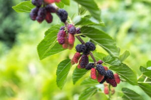 The Ultimate Guide To Growing Mulberry Trees From Seeds Or Cuttings To ...