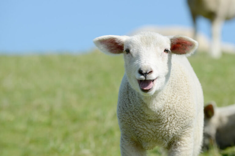 Our 10 Best Tips For Raising Happy Sheep, Rams, And Lambs! - Outdoor ...