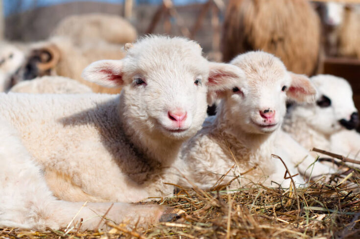 Our 10 Best Tips For Raising Happy Sheep, Rams, And Lambs! - Outdoor ...
