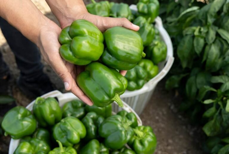 The Ultimate Guide To Growing Epic Peppers From Seed To Delicious ...