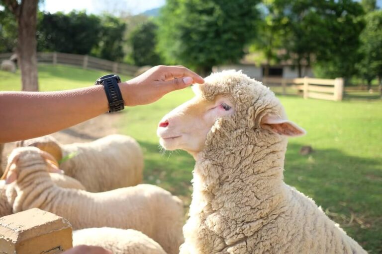 Our 10 Best Tips For Raising Happy Sheep, Rams, And Lambs! - Outdoor ...