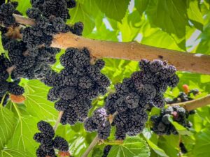 The Ultimate Guide To Growing Mulberry Trees From Seeds Or Cuttings To ...