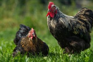 The 21 Best Dual-Purpose Chicken Breeds With Prolific Eggs And ...