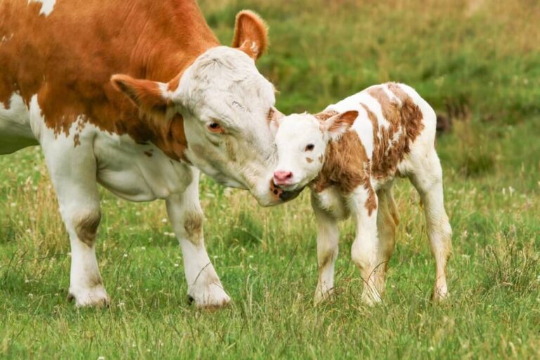 10 Things All Homesteaders Need To Know Before Raising Cows, Bulls, Or ...