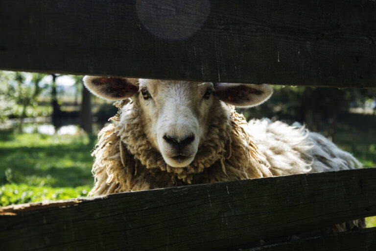 Our 10 Best Tips For Raising Happy Sheep, Rams, And Lambs! - Outdoor ...