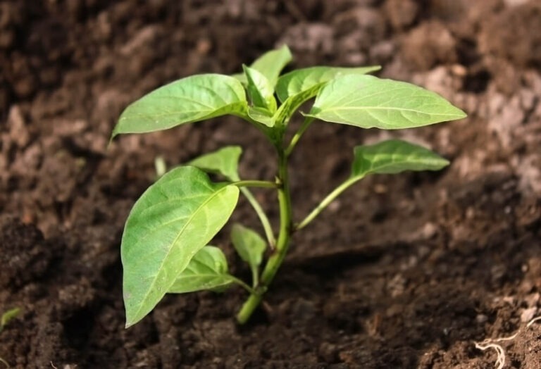 The Ultimate Guide To Growing Epic Peppers From Seed To Delicious ...