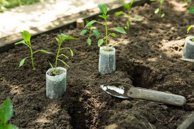 The Ultimate Guide To Growing Epic Peppers From Seed To Delicious ...