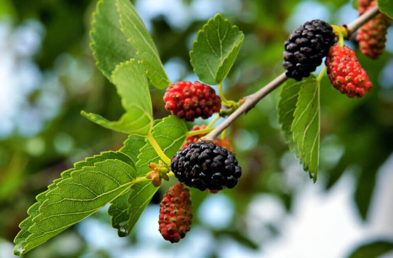 The Ultimate Guide To Growing Mulberry Trees From Seeds Or Cuttings To ...